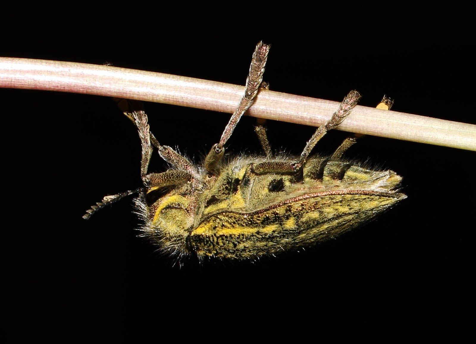 Biodiversity of Cyprus by NGO Protection of the Natural Heritage and ...