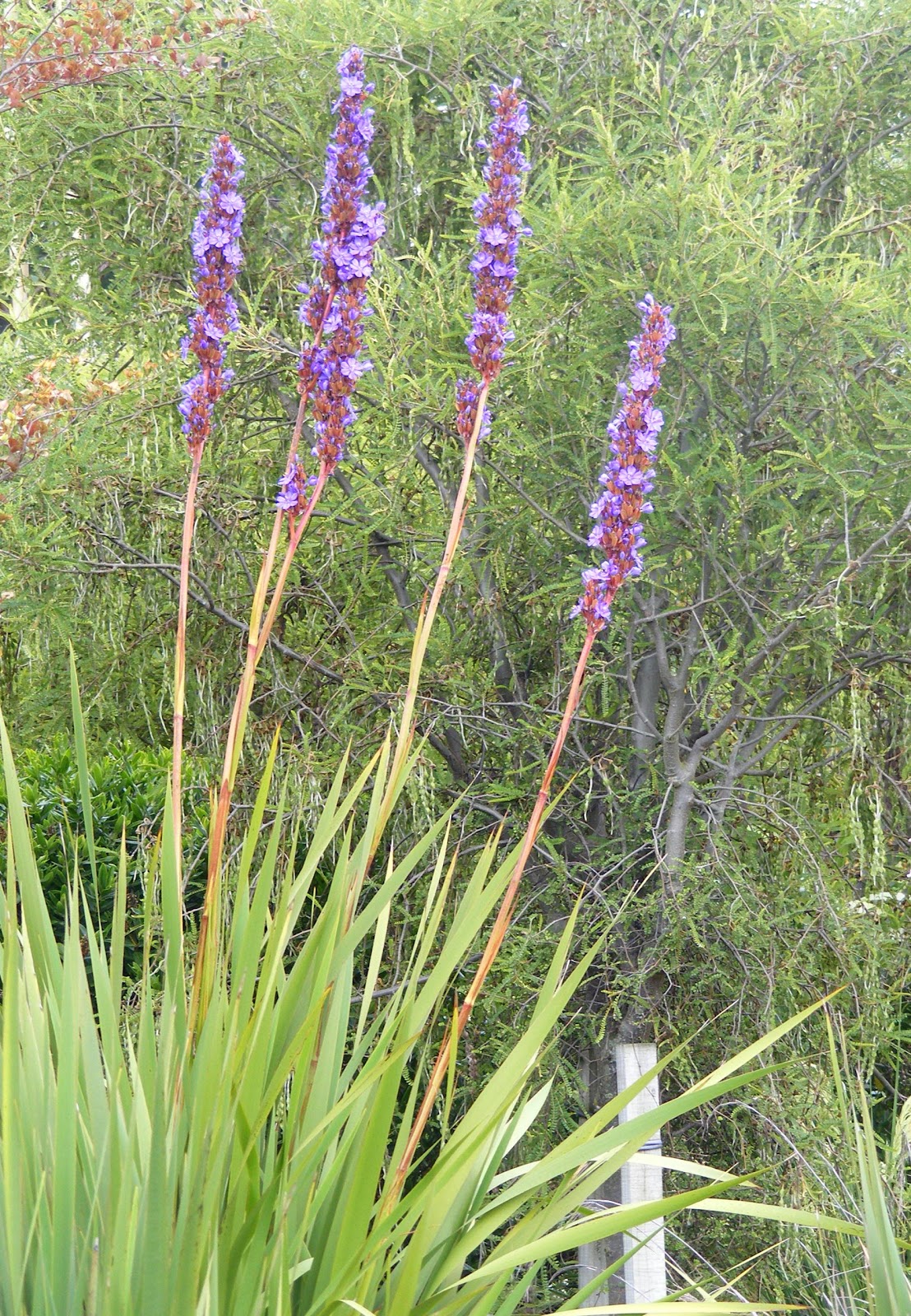 Rachel Callaghan Landscape Architect, NZ: Aristea Major - Brilliant Blue!