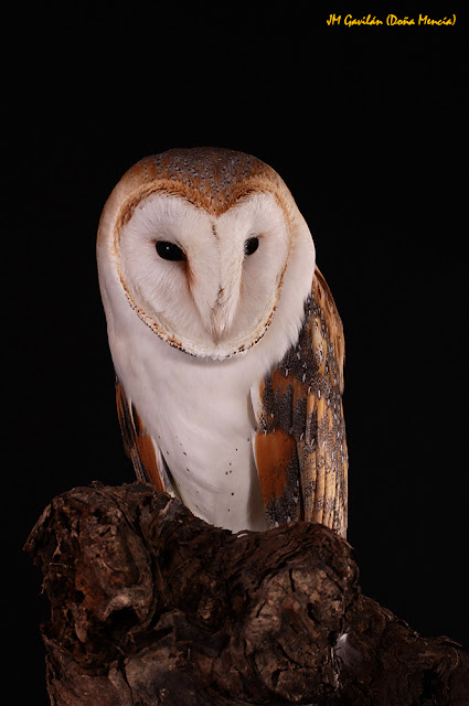 Fotografía de Naturaleza - JM Gavilán: Lechuza común o lechuza de campanario (Tyto alba)
