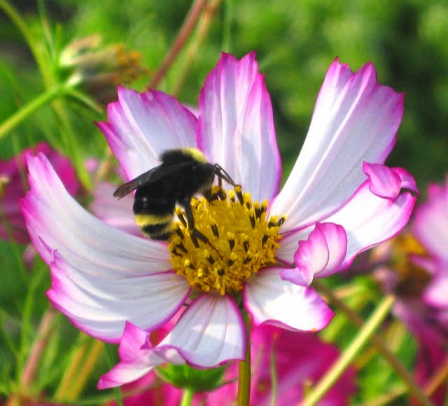 Strathcona Beekeepers' Library: Charles Darwin and the Bumblebee ...