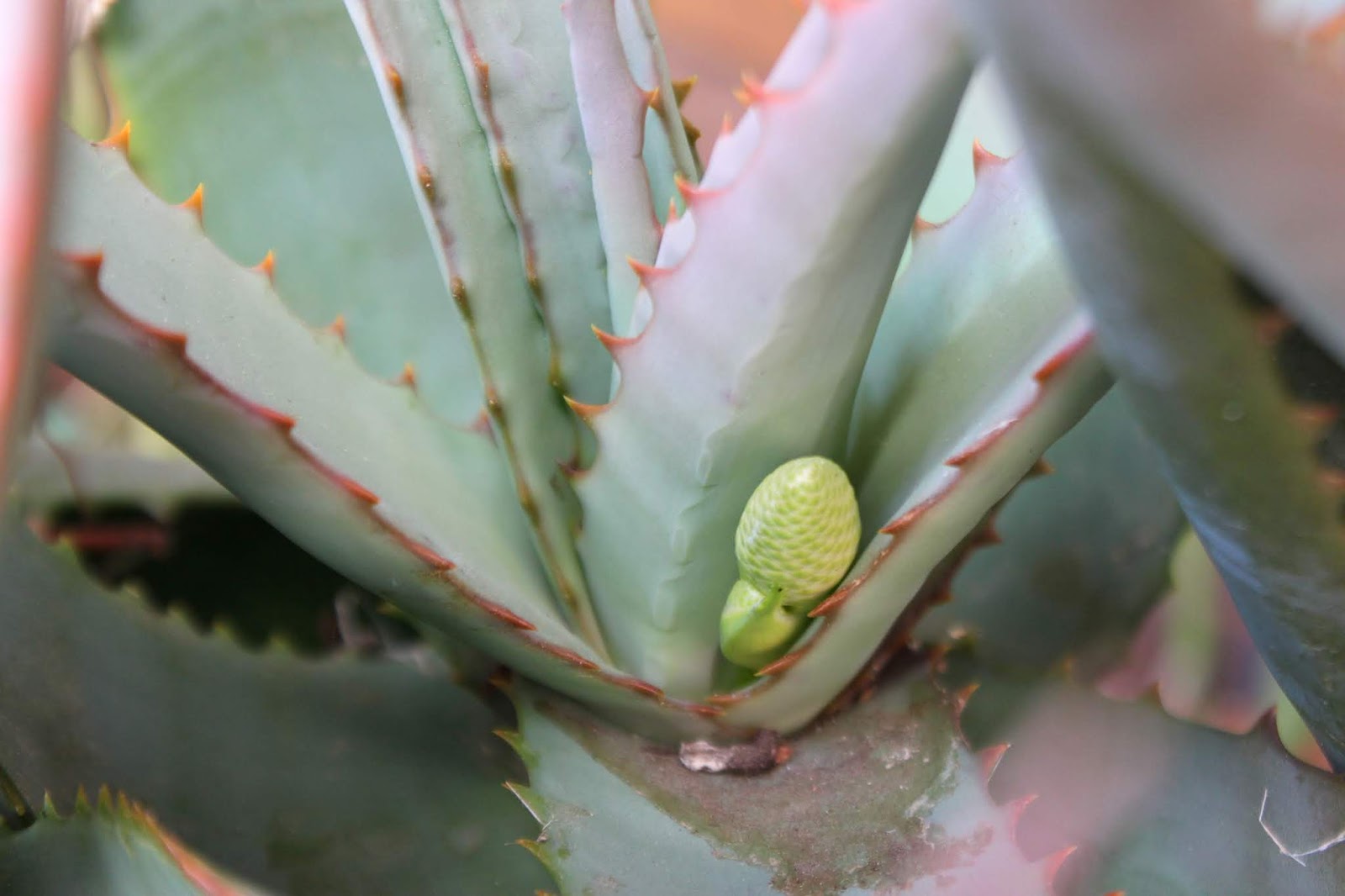 Emerging Fall Aloe Inflorescences