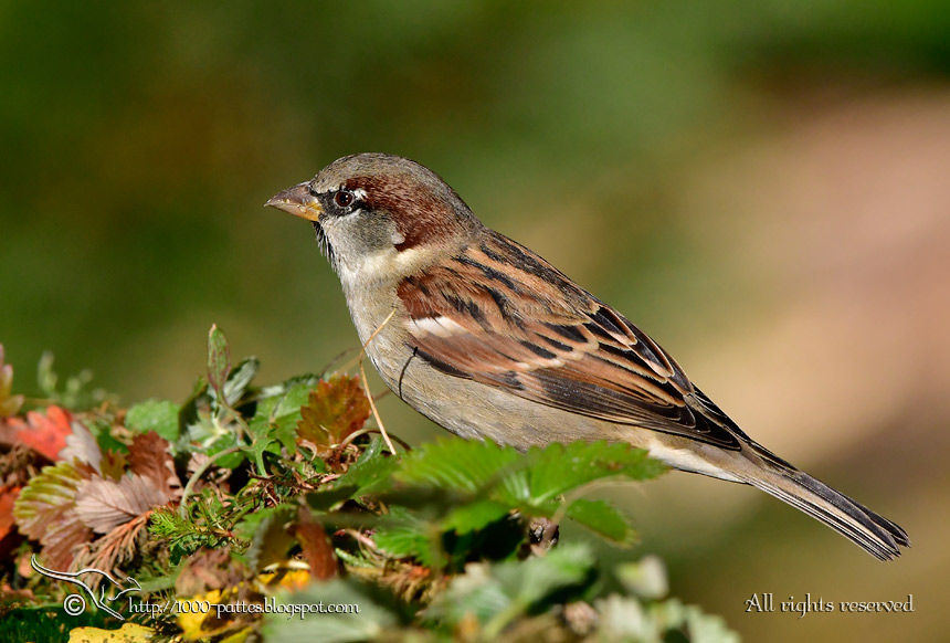 WILDLIFE GATEWAY: Petit tour chez les Moineaux domestiques