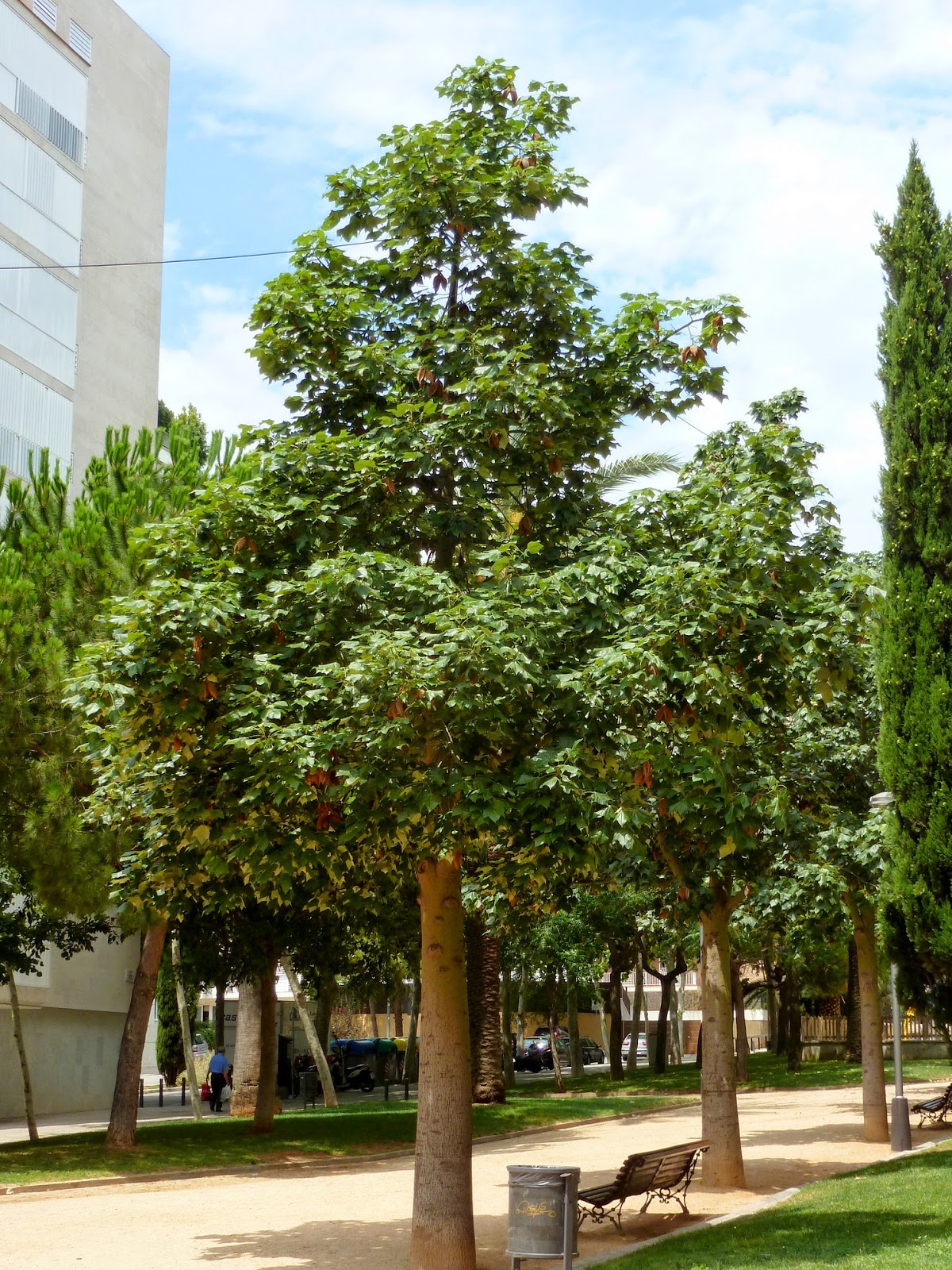 Árboles con alma: Arbol botella rosa (Brachychiton discolor)