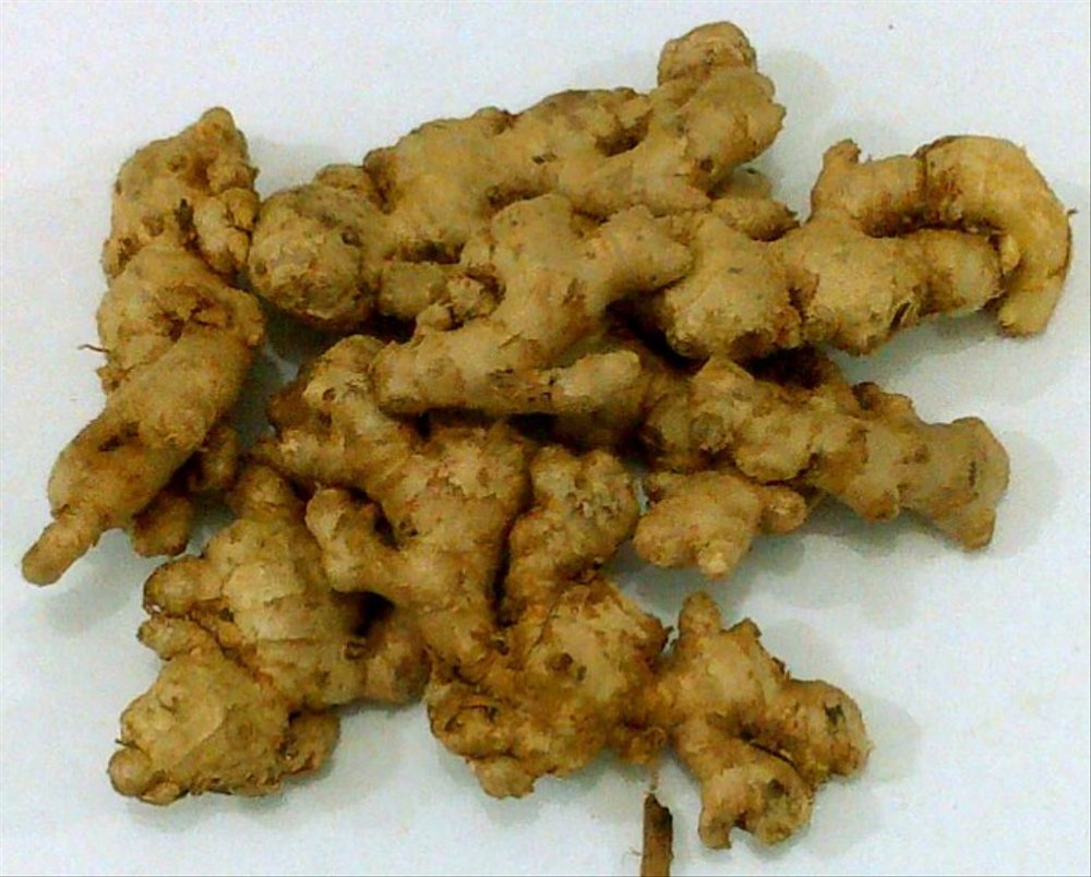 mengenal tanaman jahe dan cara budidaya jahe - Elinotes review