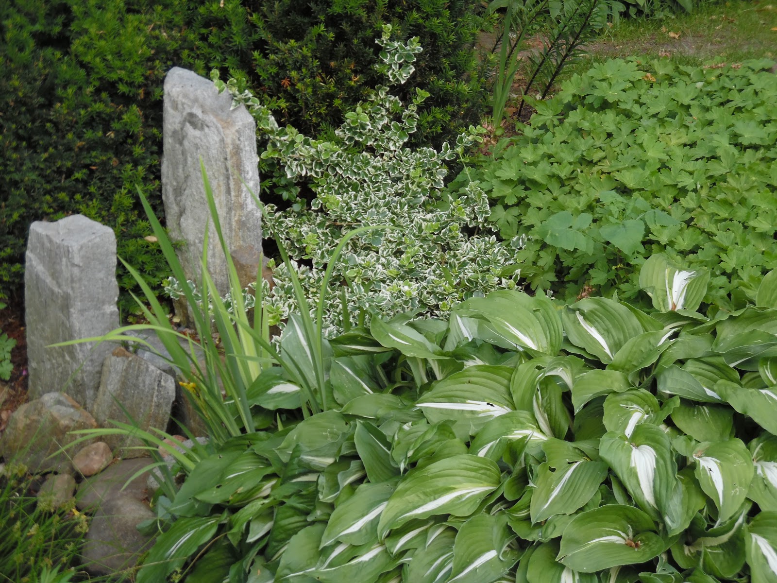 Ogród Tamaryszka: HOSTY - ROŚLINY DO CIENIA