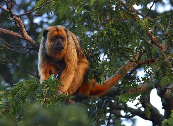 MACACO BUGIO OU GUARIBA (Alouatta fusca)