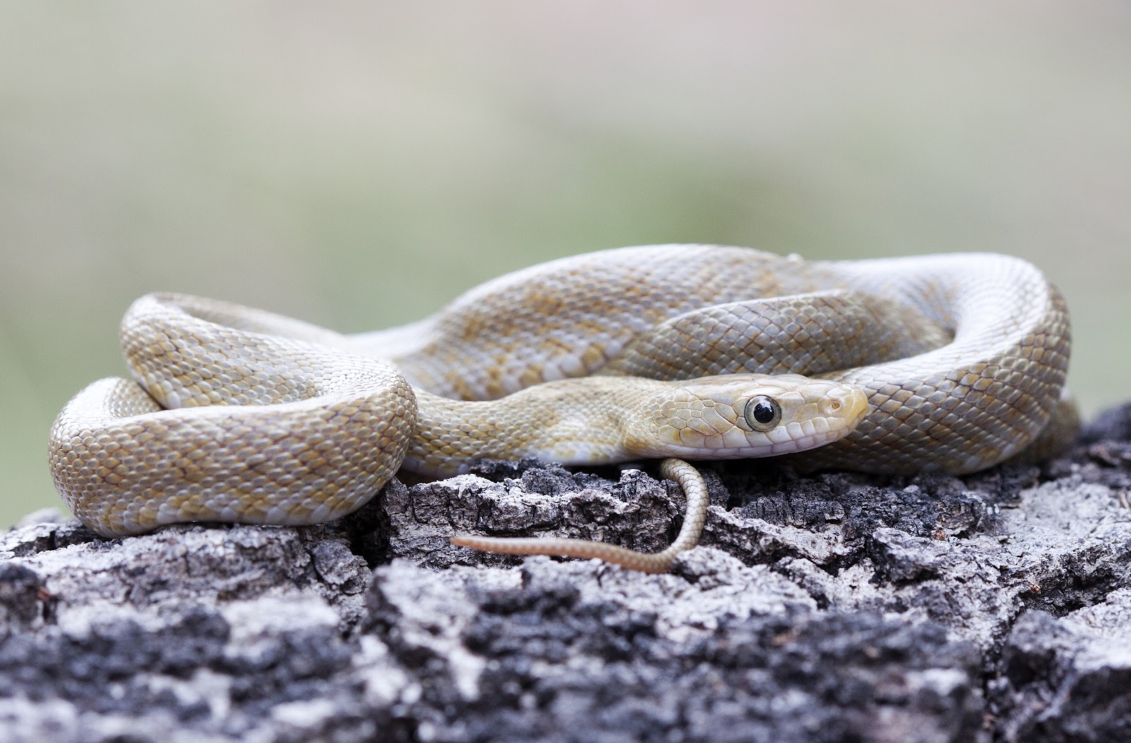 Salamander-Shmalamander: Southwest Dreamin'