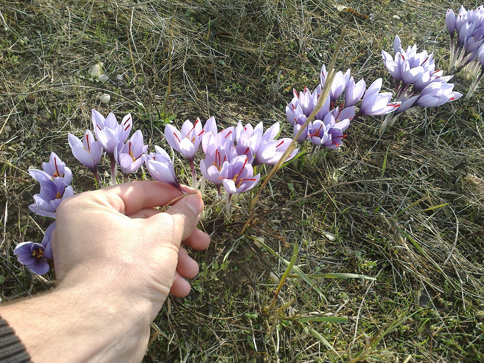 Safrani Ne Kosove-Muqiverc - Safran in Kosovo: Safrani 5 Leafs-Safrani ...