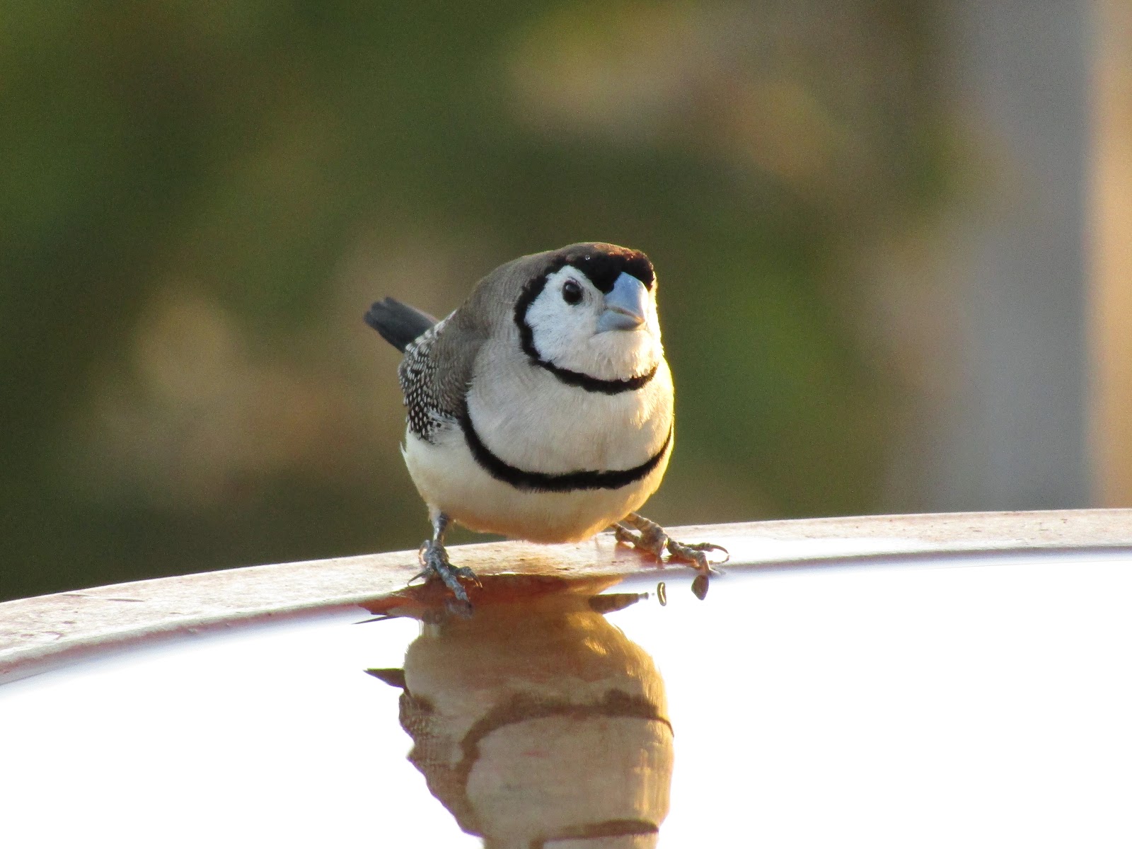 Birdlifesaving: 57. Fire, Smoke, Birds and Beasts