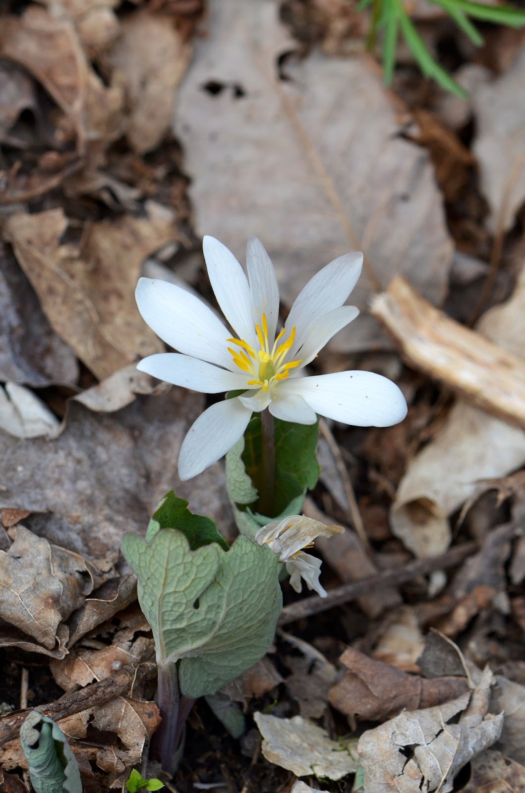 The Kentucky Nature Blog: Early Spring Wildflowers at Floracliff Nature ...
