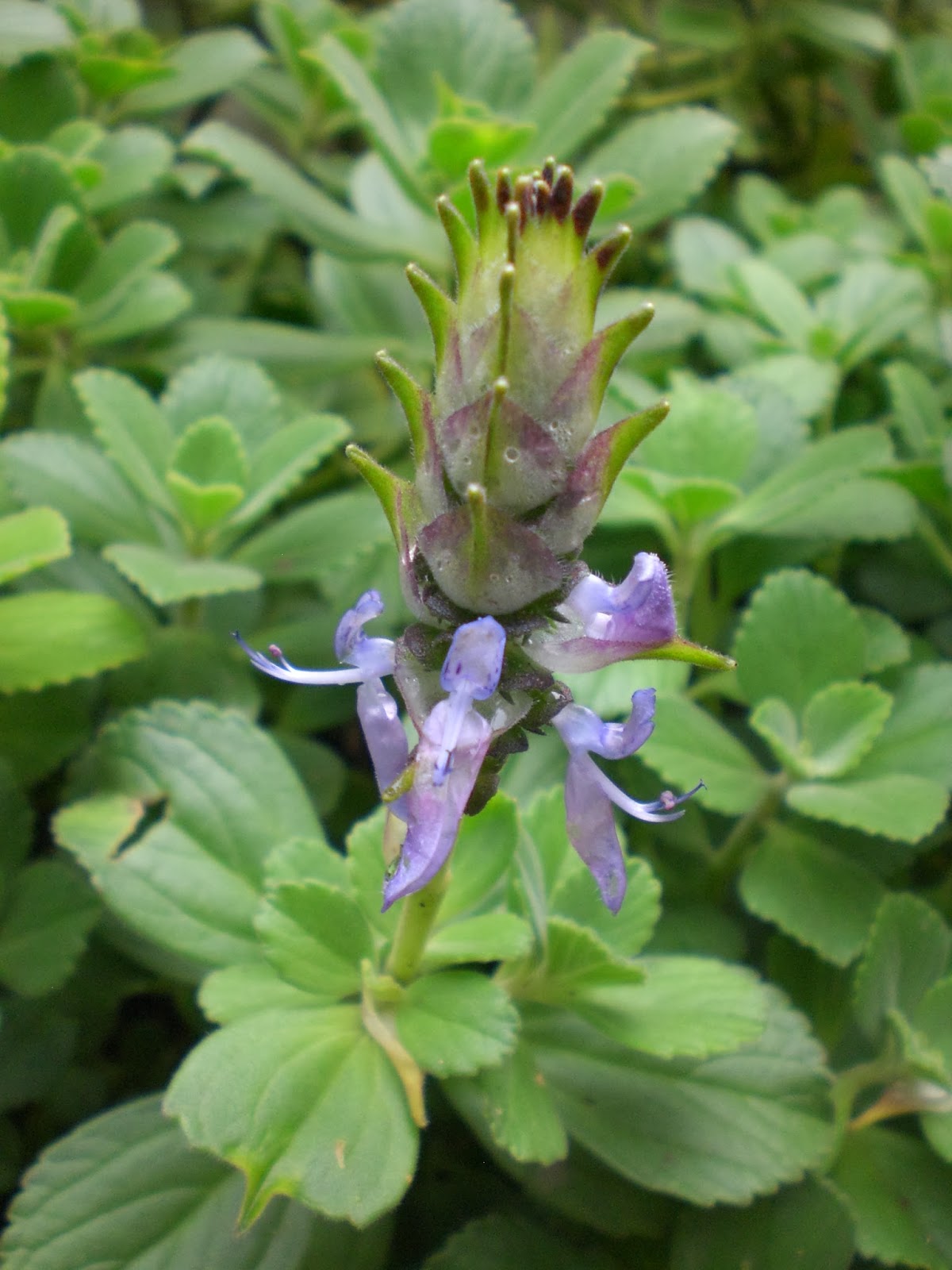 Plectranthus neochilus | Flores colombia