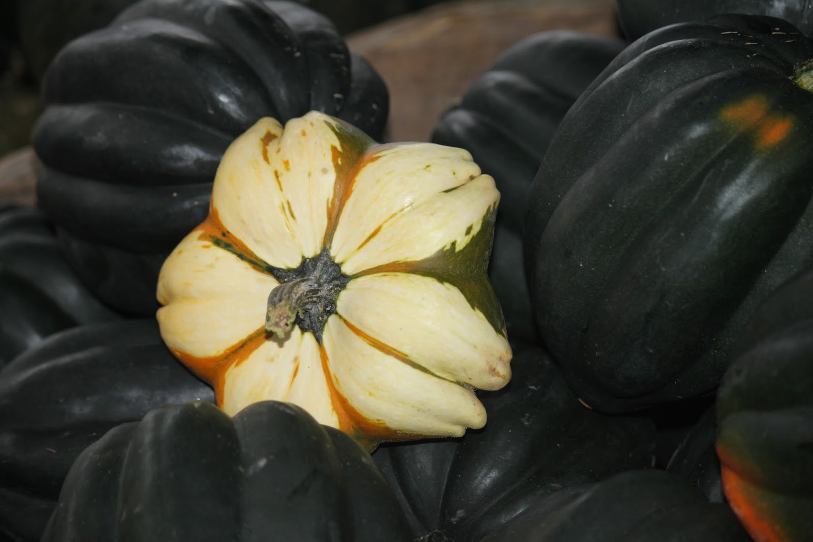 SIW Vegetables: Squash, Squash and More Squash
