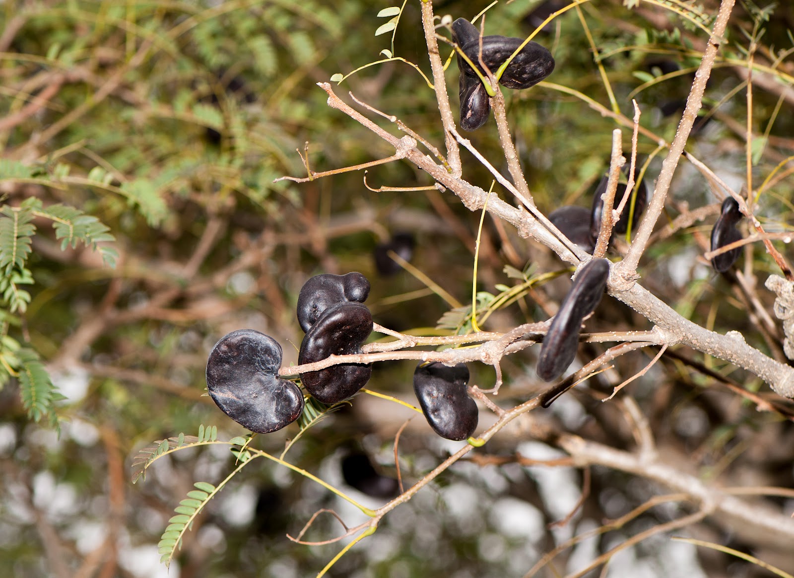 FOTOGRAFIAS DE LA FLORA AUTOCTONA DEL URUGUAY: TIMBÓ