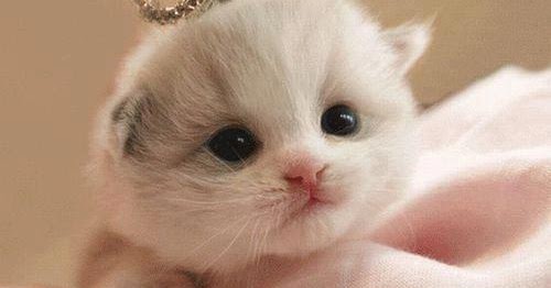 ANIMALS TIME : Cat time (hora del gato) Gallery 34