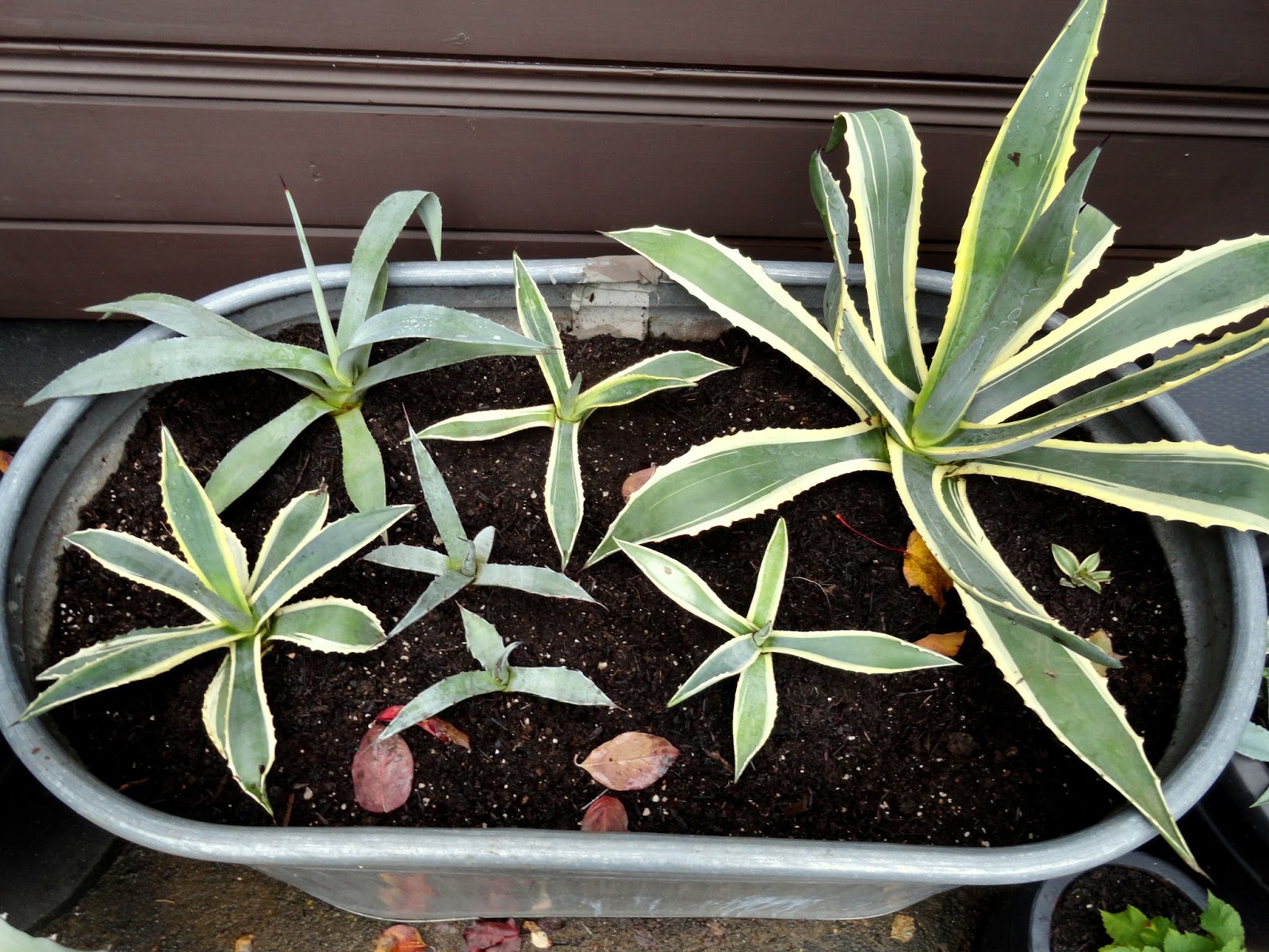 danger garden: Autumn 2016 Agave Report
