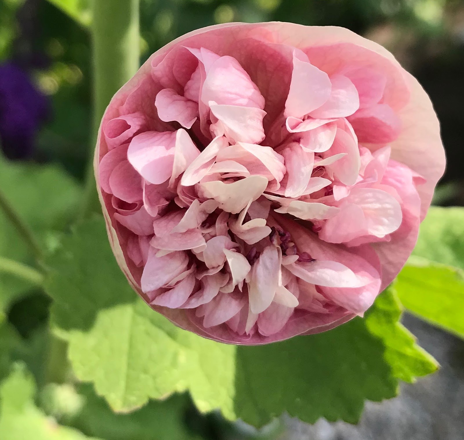 Ontdekking van Groningen: Uitgelicht: Vaste stokroos