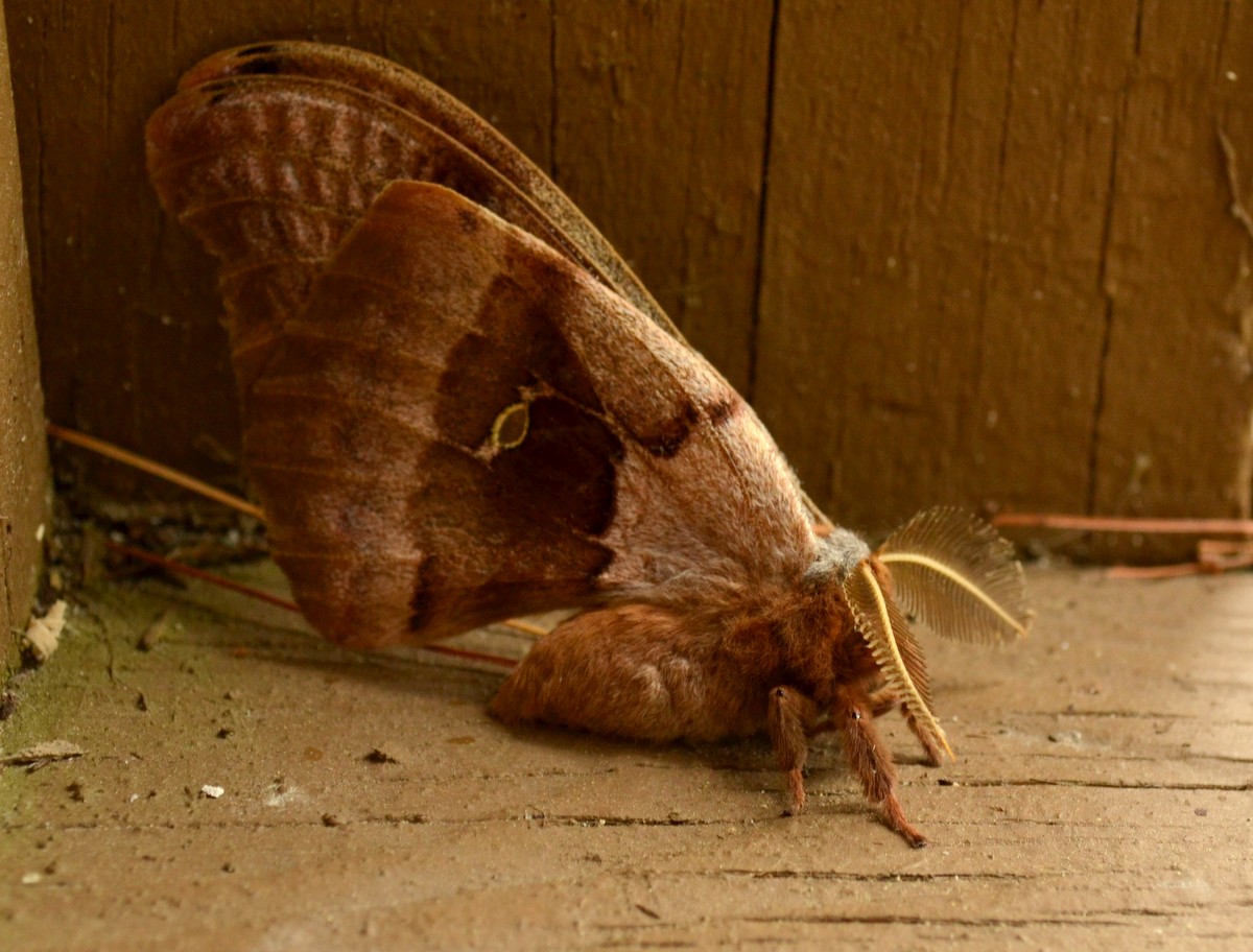 Woods Walks and Wildlife: Following Up With Families, and Other ...