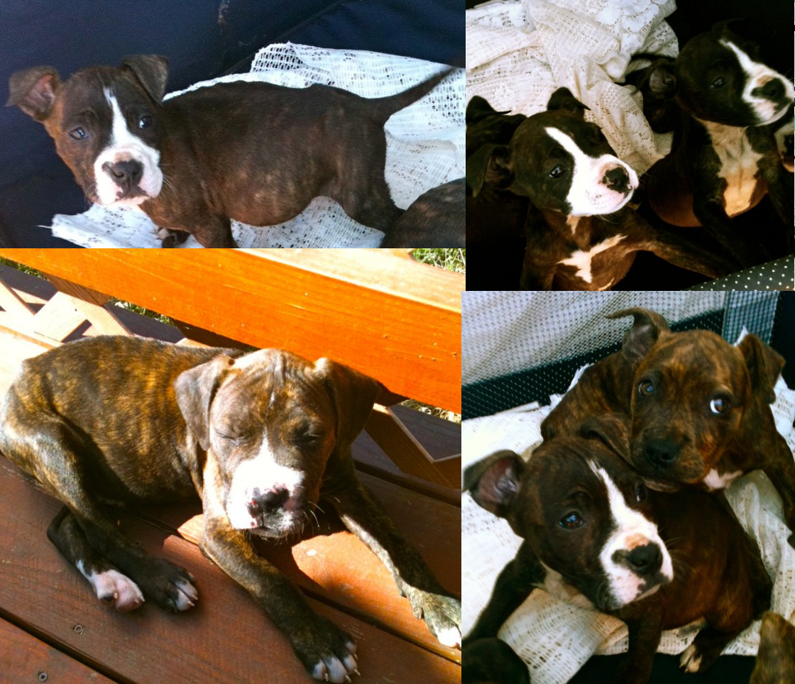 Passion for Pits: Pibble Puppies!