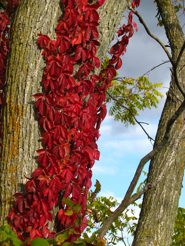 The Oakland Press Blogs: Earth's Almanac: Virginia Creeper: Tree ...