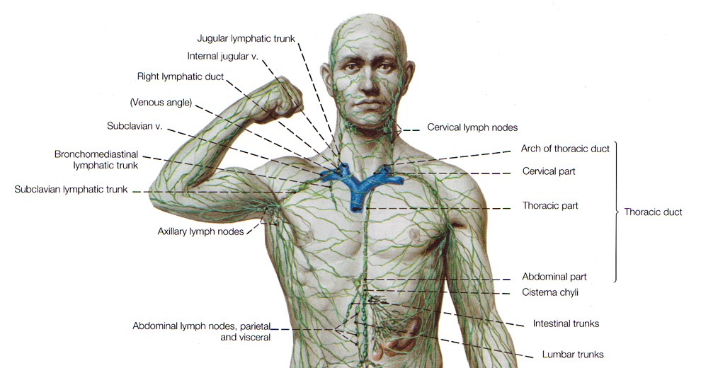Principiile nutritiei vii: Regulile unui sistem limfatic sanatos si ...