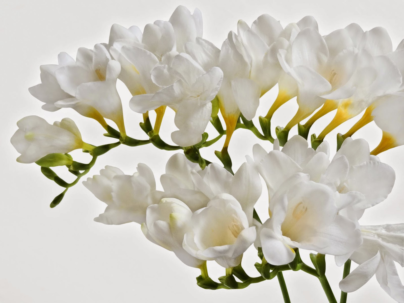 Floristikos salonas Rugiagėlė: Prekių asortimentas