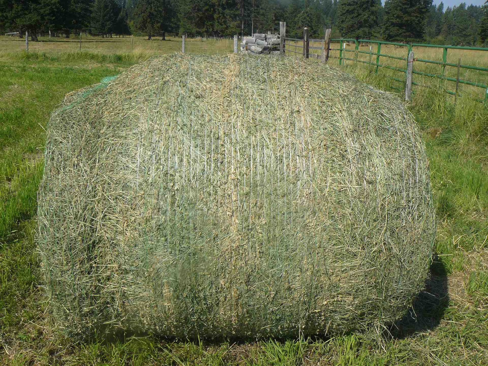 Life among the Tall Pines: More hay baling problems