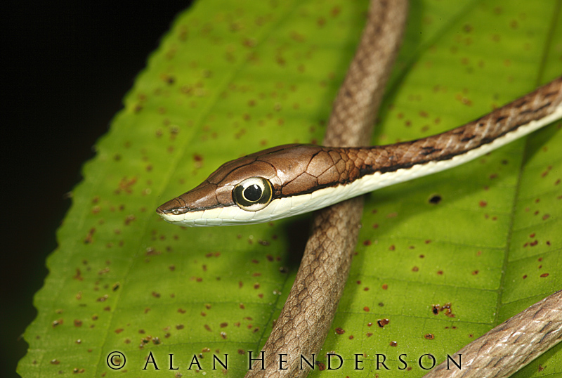 Minibeast Wildlife - Rainforest Encounters: Costa Rica - Tree snakes
