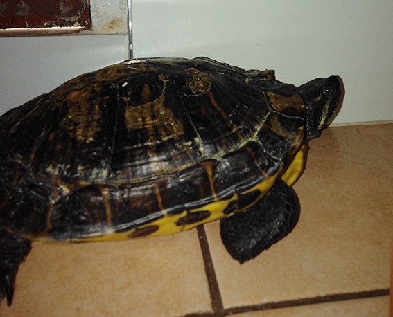 MI AULA ESPECIFICA: ENTRADA 30º.NUESTRA AMIGA LA TORTUGA