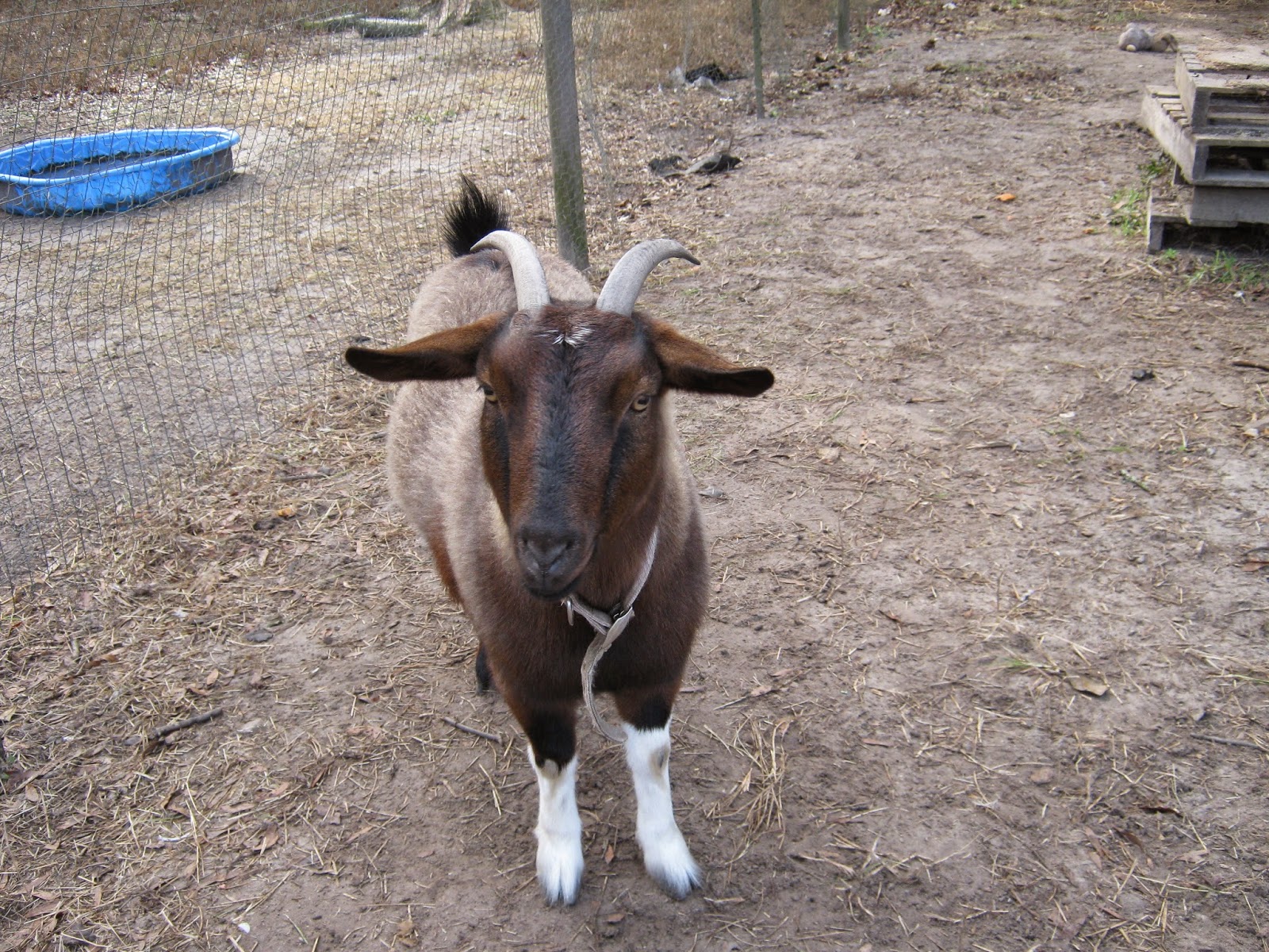 Little Eden Heirloom Farm: A Goat Named Dolly