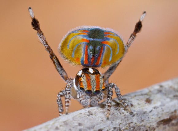 Creativity: Peacock spiders ... The world's most beautiful spiders