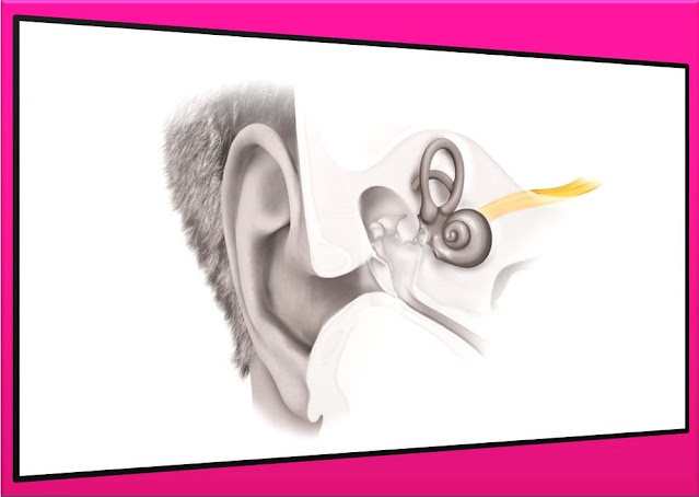 Nervio Auditivo ~ Biopsicosalud