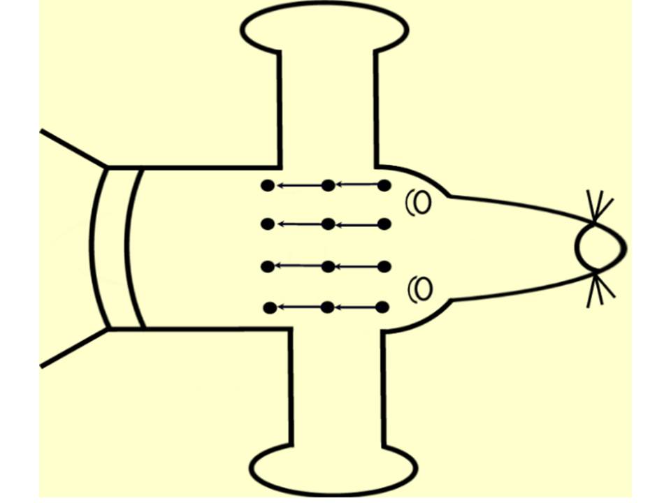 ASET Department of Education Report: Electroencephalography ...
