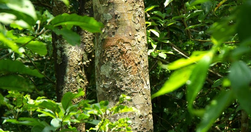 Ryukyu Life: Cinnamon Tree -- Photos, Facts and History