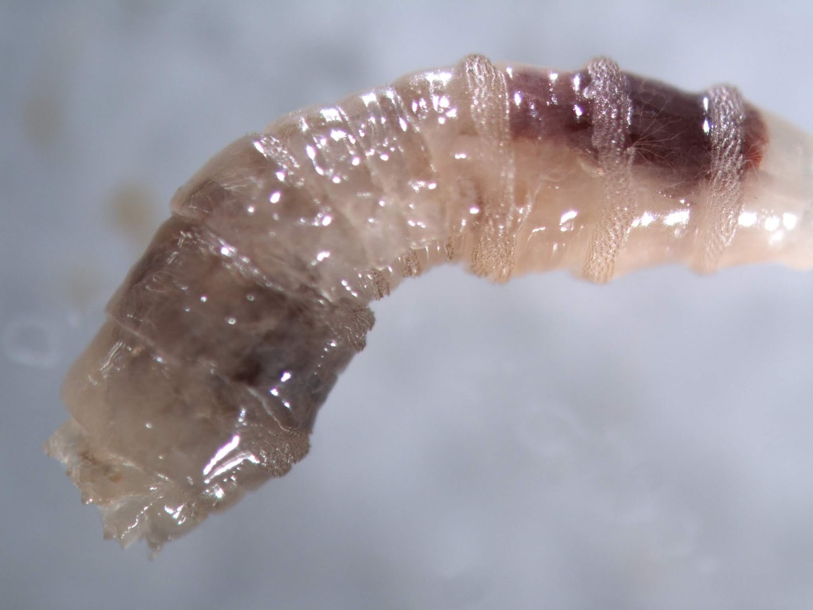 Creepy Dreadful Wonderful Parasites: Case of the Week 591