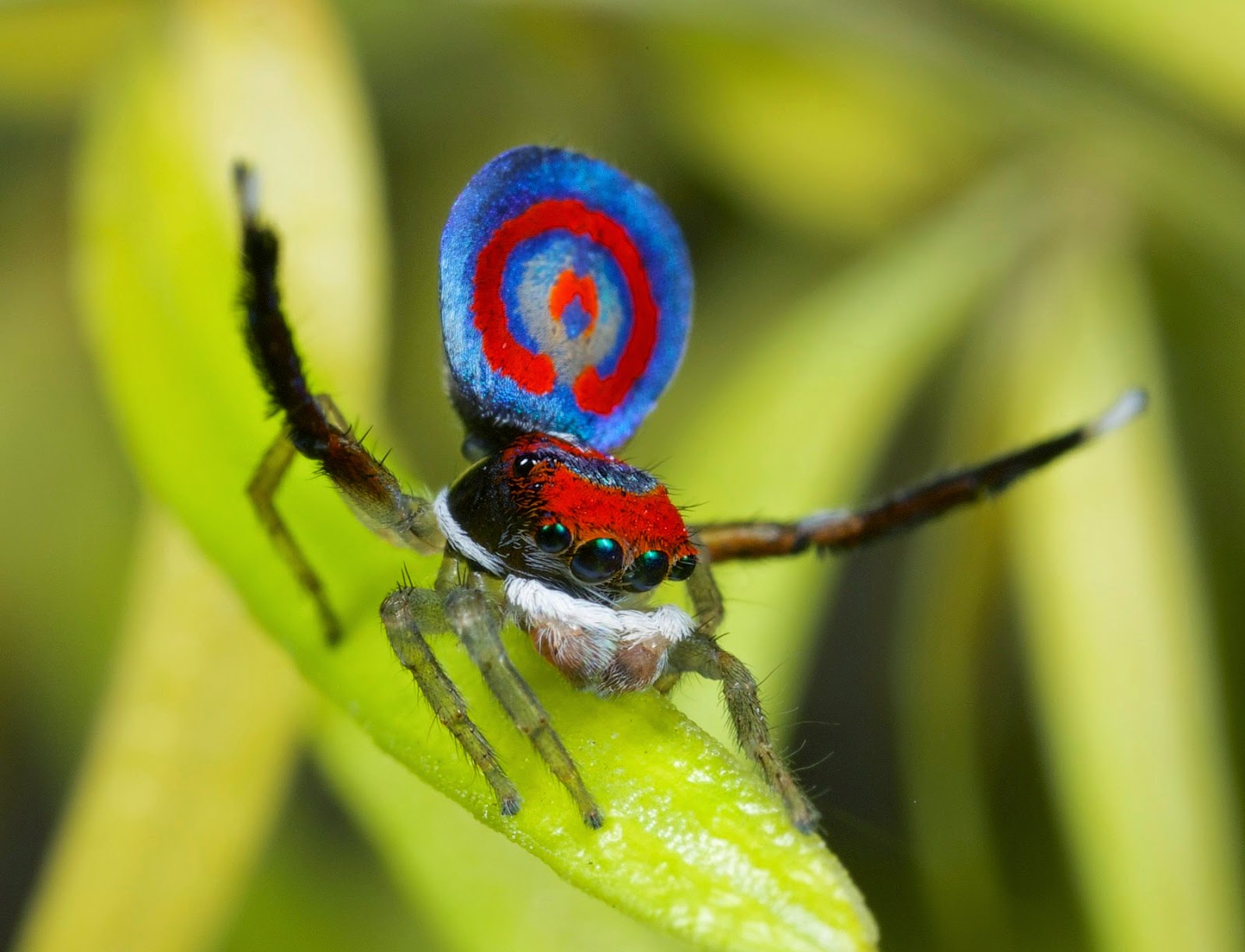 A four millimetre spider hiding in the undergrowth is the sort of thing ...