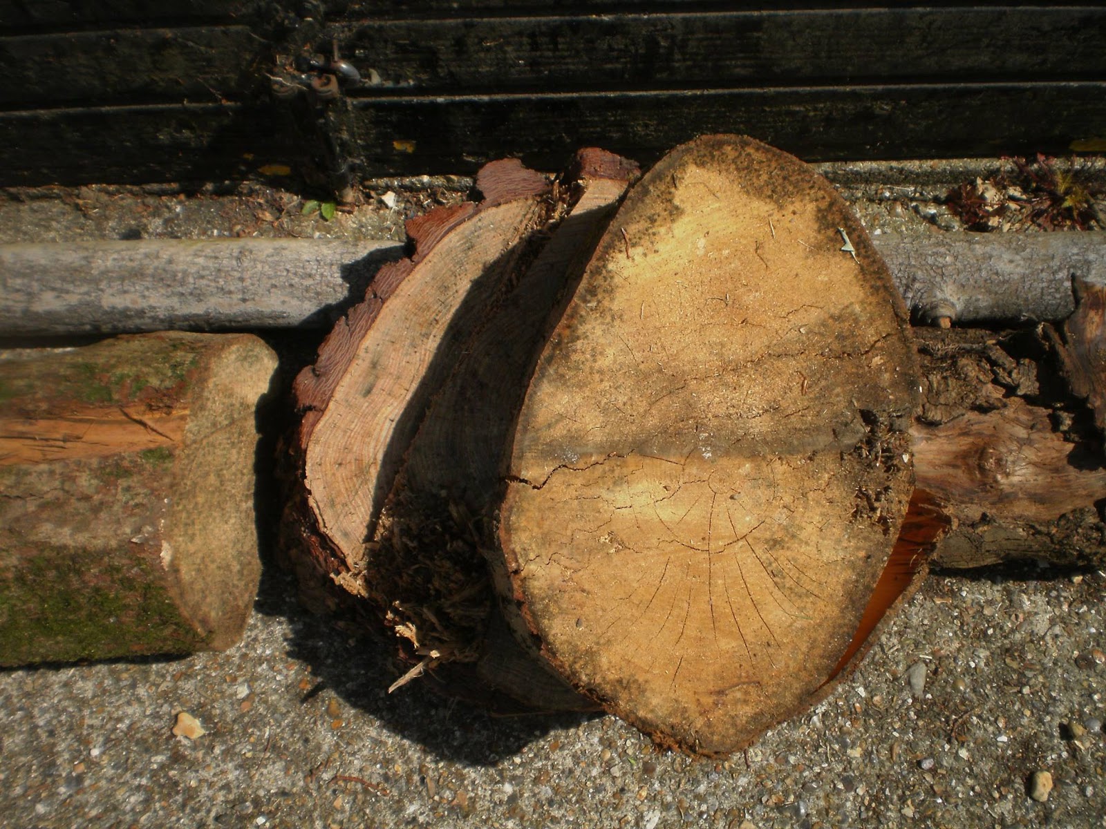 Bouldnor-Butser Mesolithic Woodworking Project: Gathering logs
