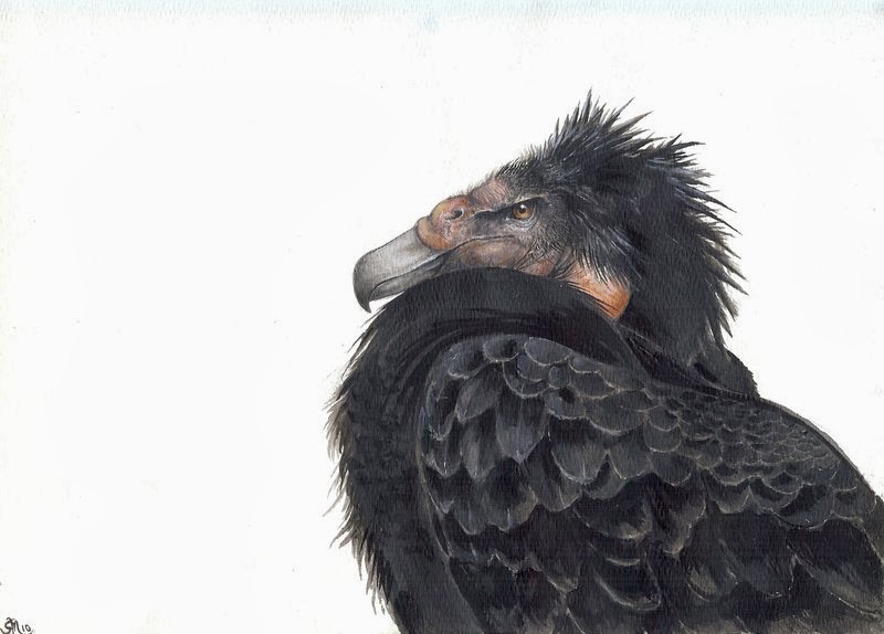 Stephen Bodio's Querencia: Argentavis magnificens