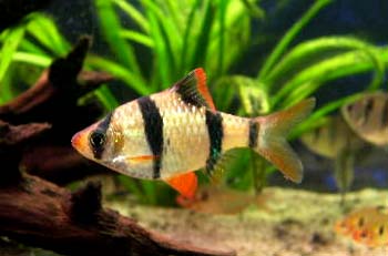 Pets Submersos: Barbo Sumatra