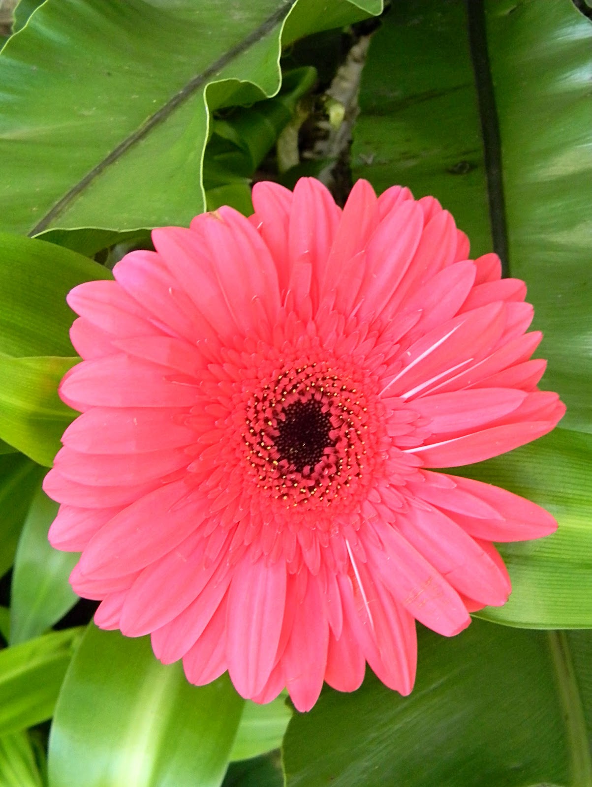 Flower of the day by Frances: Flower of the Day - Gerbera (African daisy)