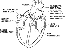 20+ Simple heart diagram | Simple heart diagram labeled | Human heart ...