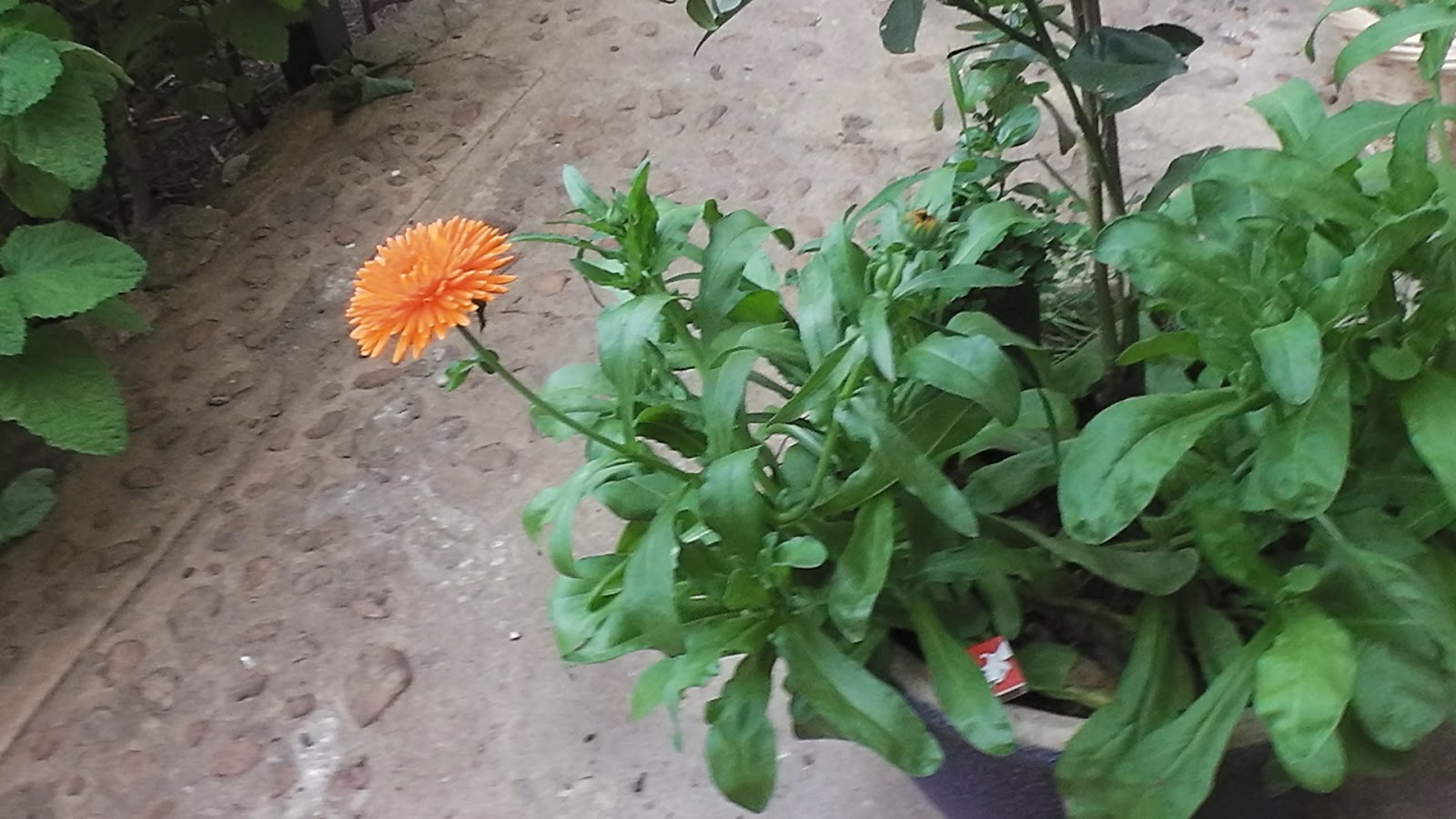 Bee's Blog: Worm farming, all you ever wanted to know and more.