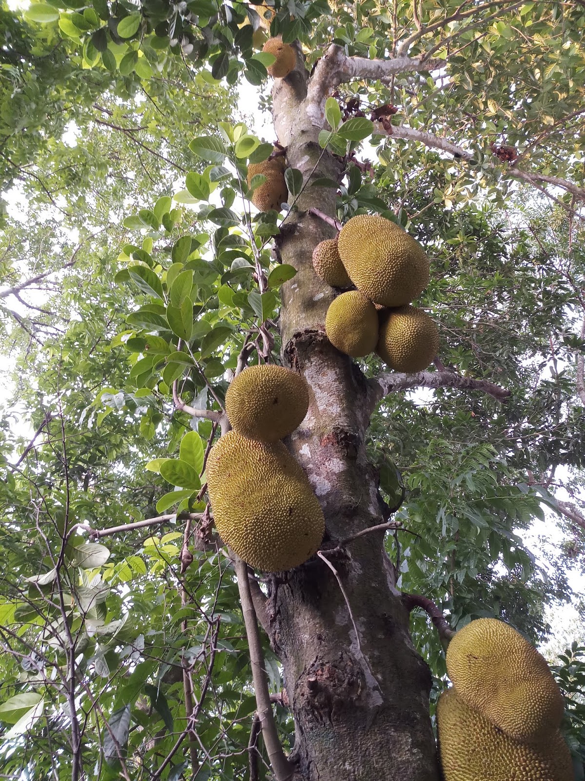 Jackfruit tree - Anipet Plants Gallery