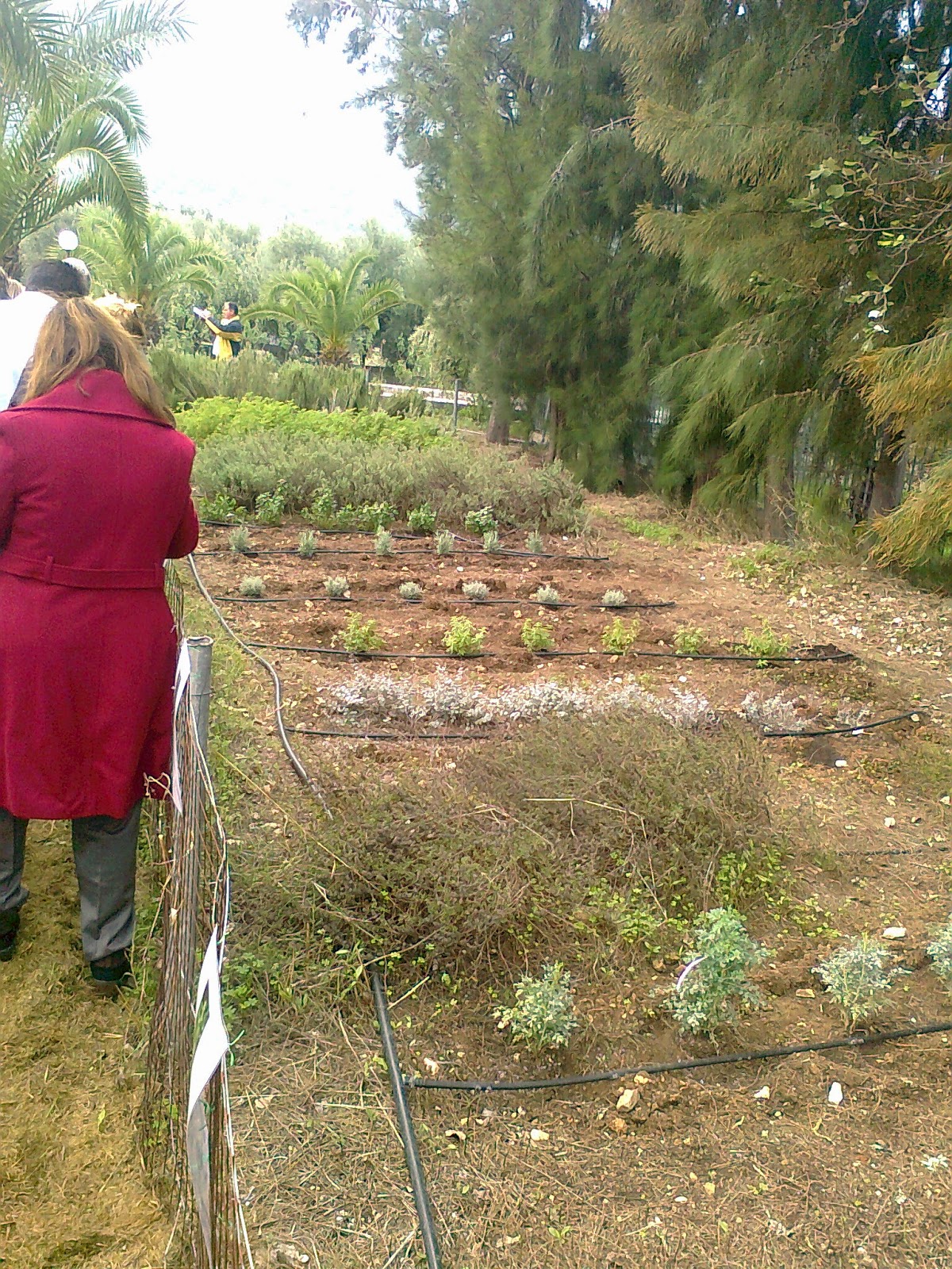 ΣΧΟΛΙΚΟΙ ΛΑΧΑΝΟΚΗΠΟΙ : ΟΙ ΚΗΠΟΙ ΤΩΝ ΣΧΟΛΕΙΩΝ ΤΗΣ Δ/ΣΗΣ Β/ΘΜΙΑΣ ΕΚΠ/ΣΗΣ ...