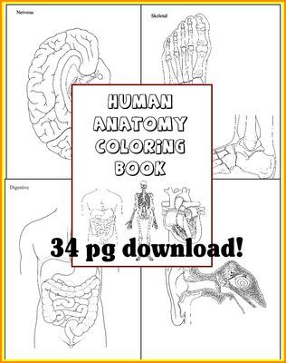 Free Printable Human Anatomy Coloring Pages 2 - Coloring Pages