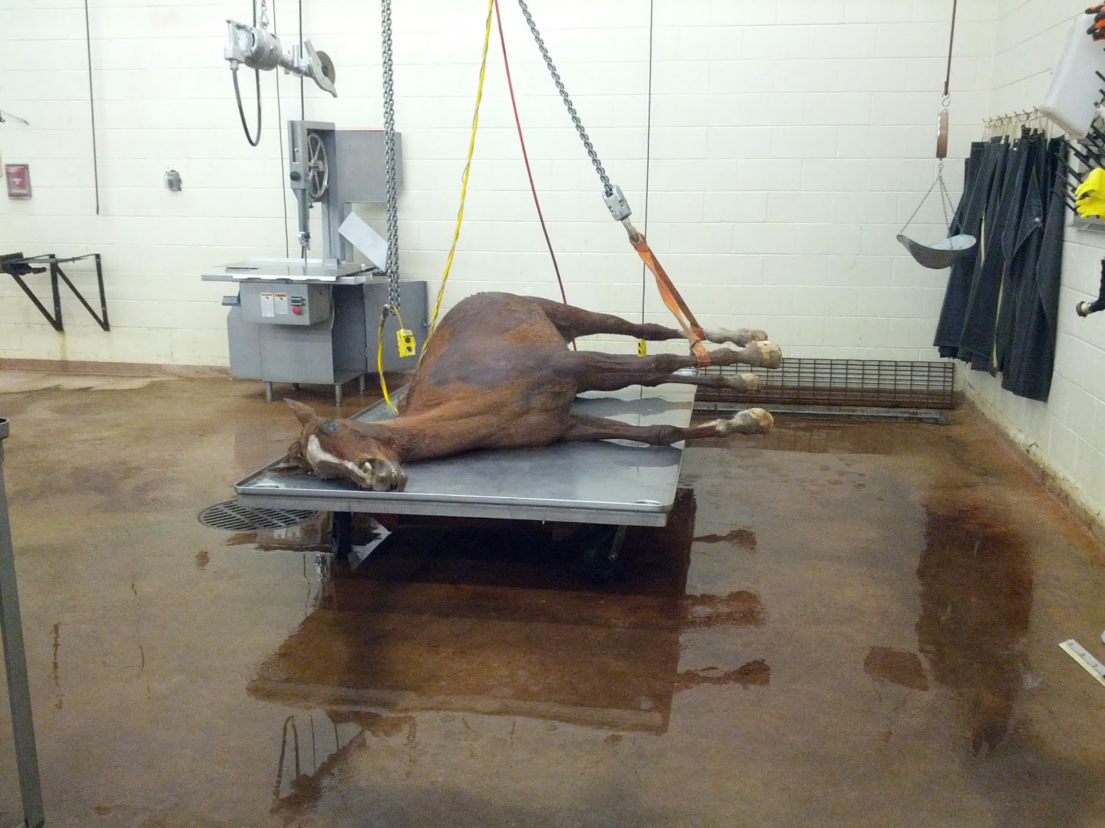 First Horse Necropsy