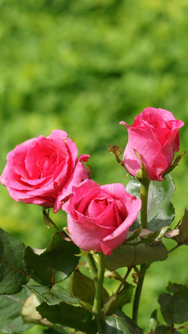 Happy APPS: Roses Live Wallpaper