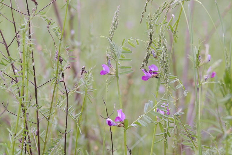 plantenwandeling: 'Akkerwikke'