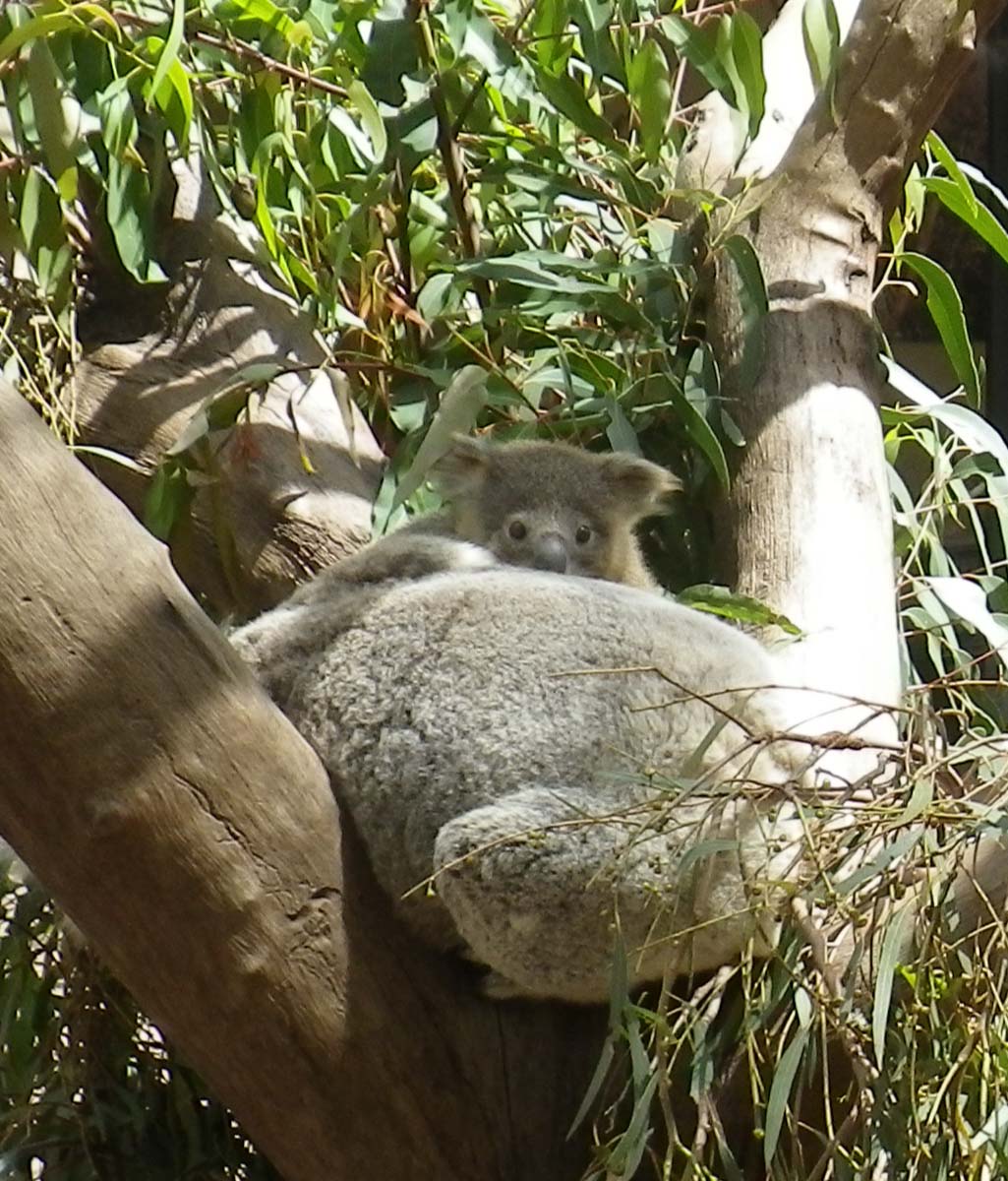 Cate Ellink: Wildlife Wednesday - koala