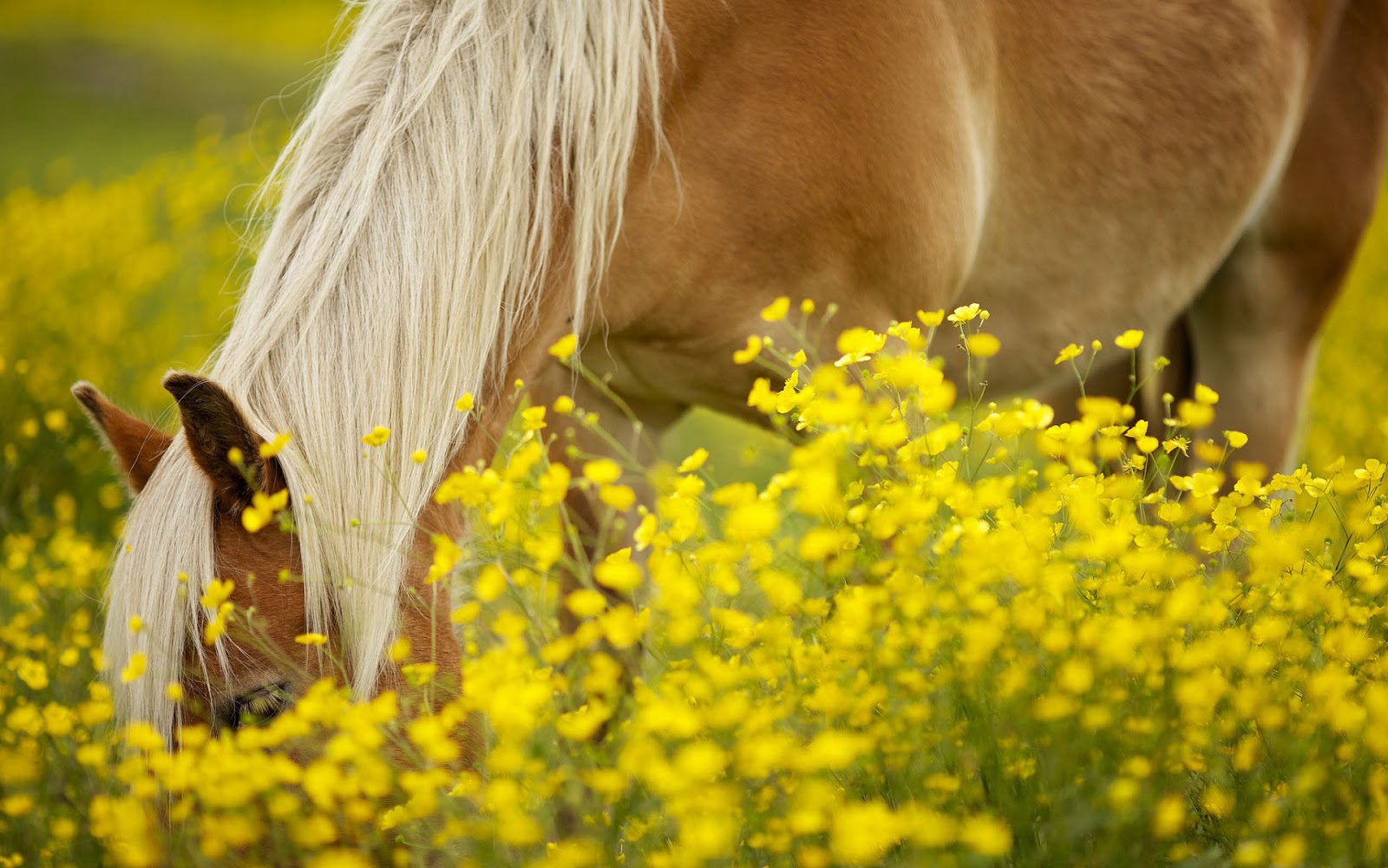 HD paarden wallpapers en foto's