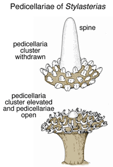 Bio Geo Nerd: Tide Pool Touch Tank - Echinoderms